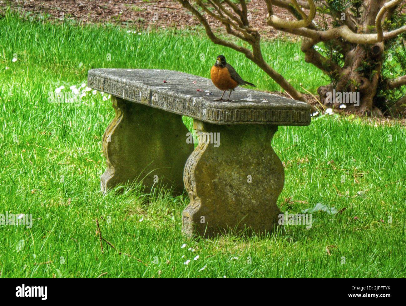 An American robin bird sitting on a stone bench with green grass and a ...