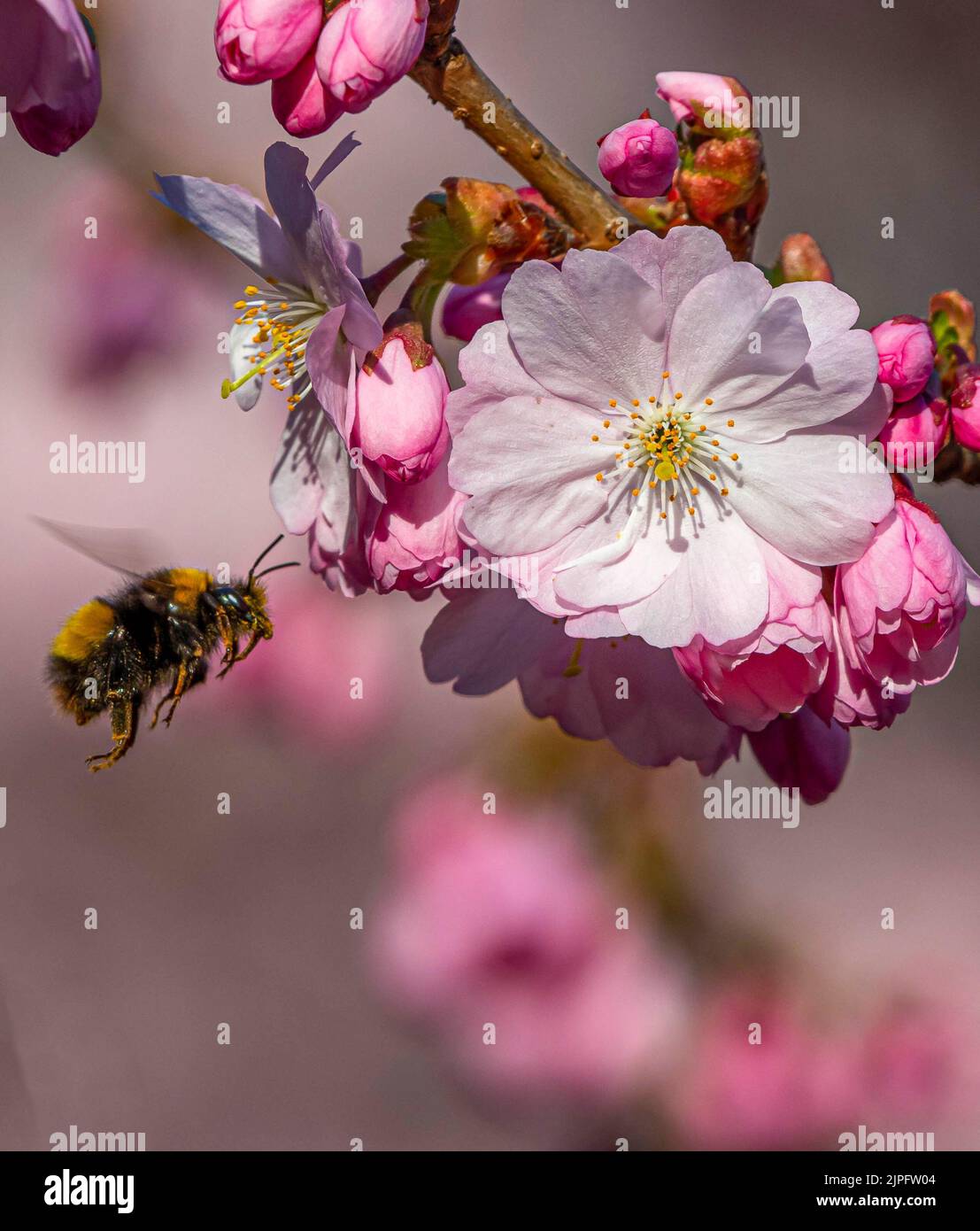 Vertical shot bumblebee flying hi-res stock photography and images - Alamy