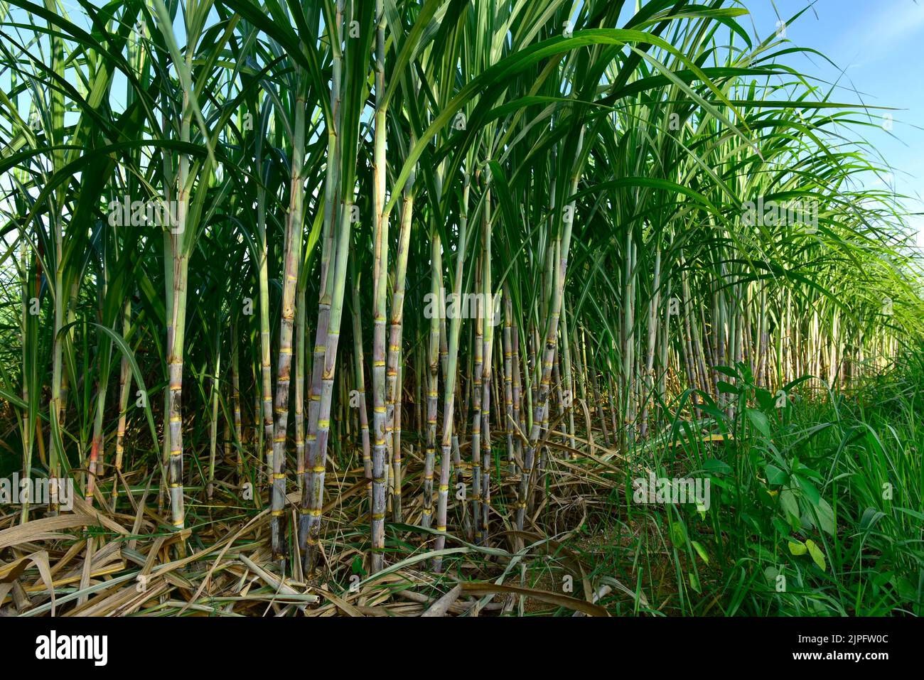Sugarcane field with full grown crop, sugar cane agricultural economy ...