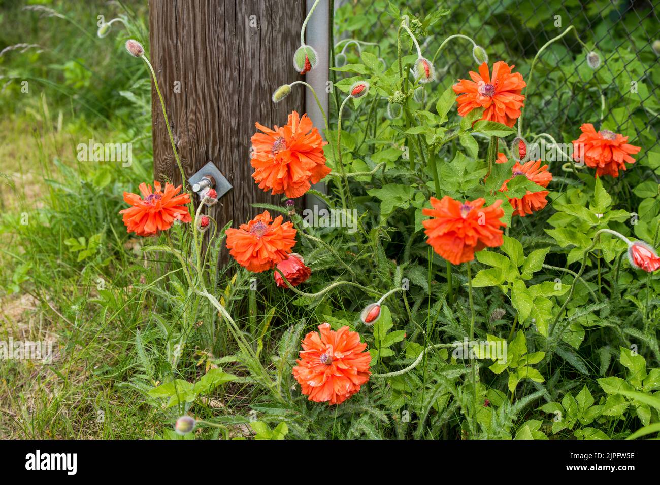 Wild red poppy in nature. Flowers in focus only. Green grass. Electric ...