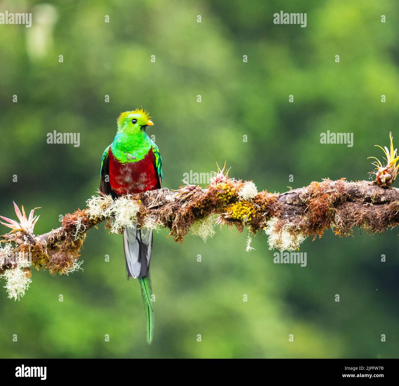 Female resplendent quetzal hi-res stock photography and images - Alamy