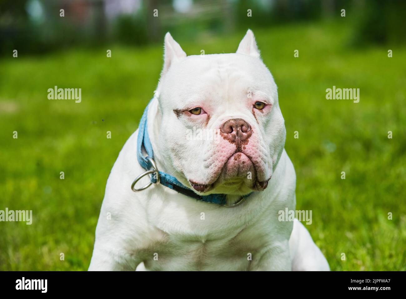 American Bully dog male closeup portrait outside Stock Photo - Alamy