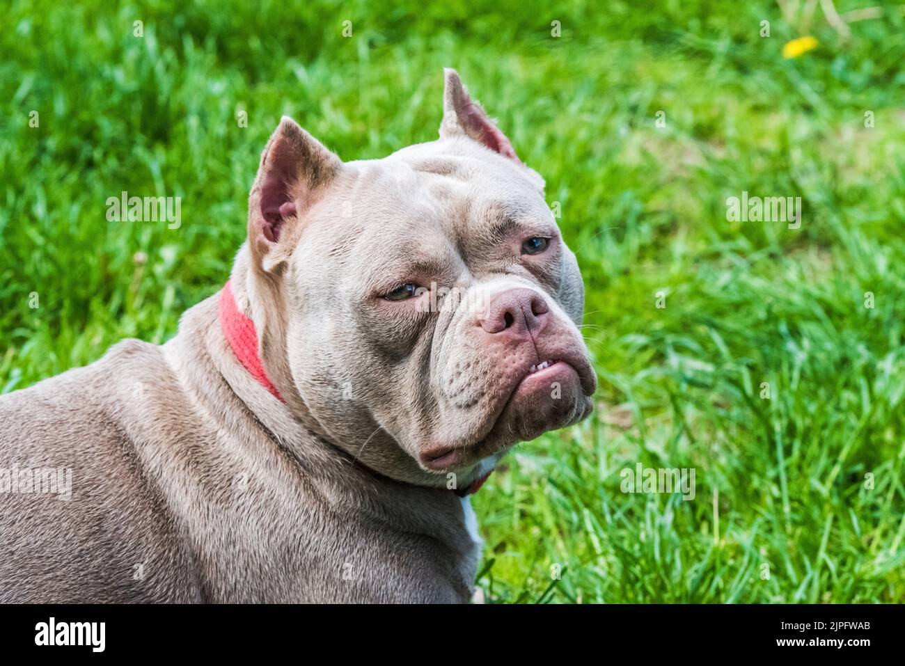 Lilac color American Bully dog top view outside Stock Photo - Alamy