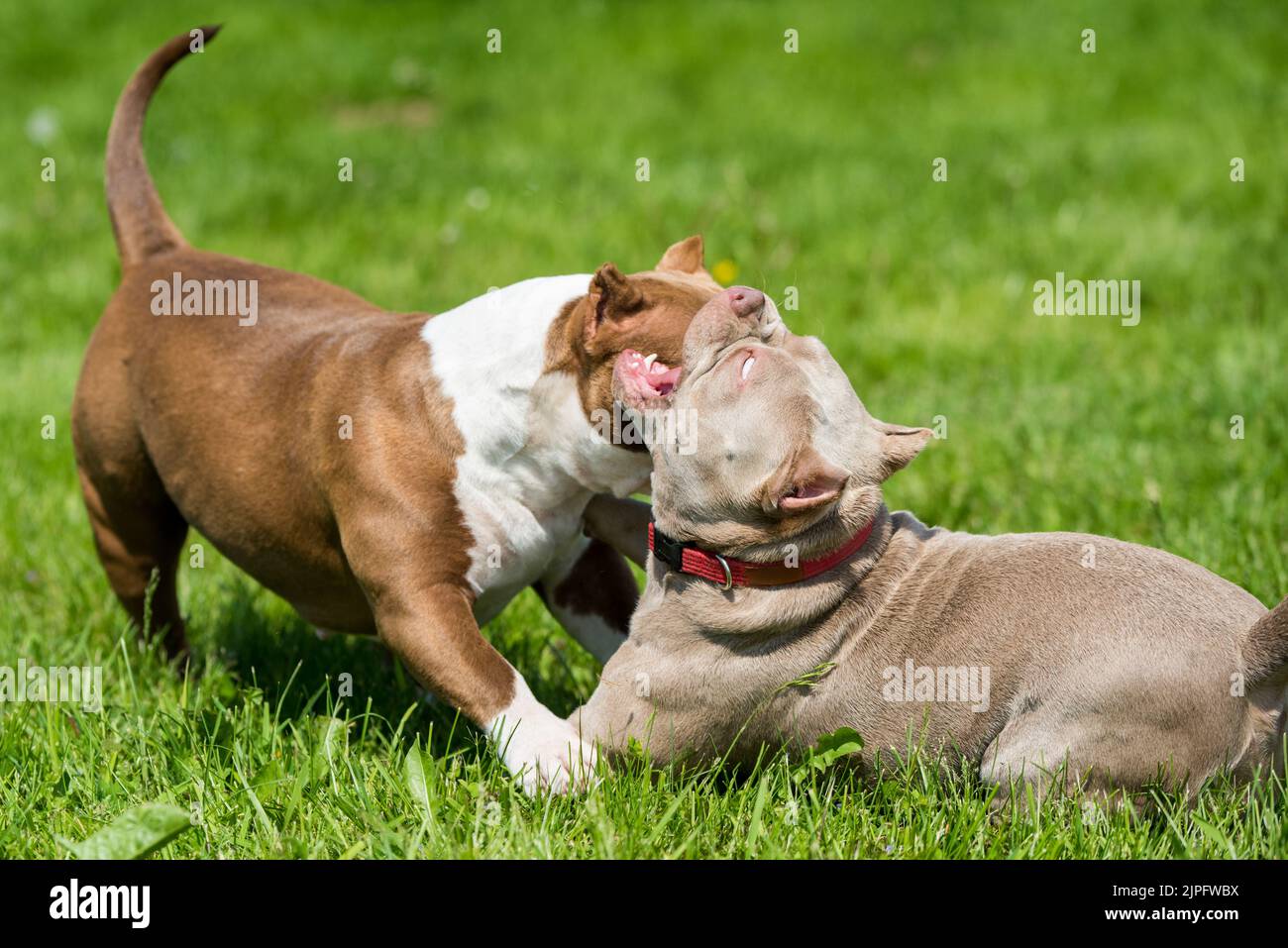 American Bully puppies dogs are playing on nature Stock Photo - Alamy