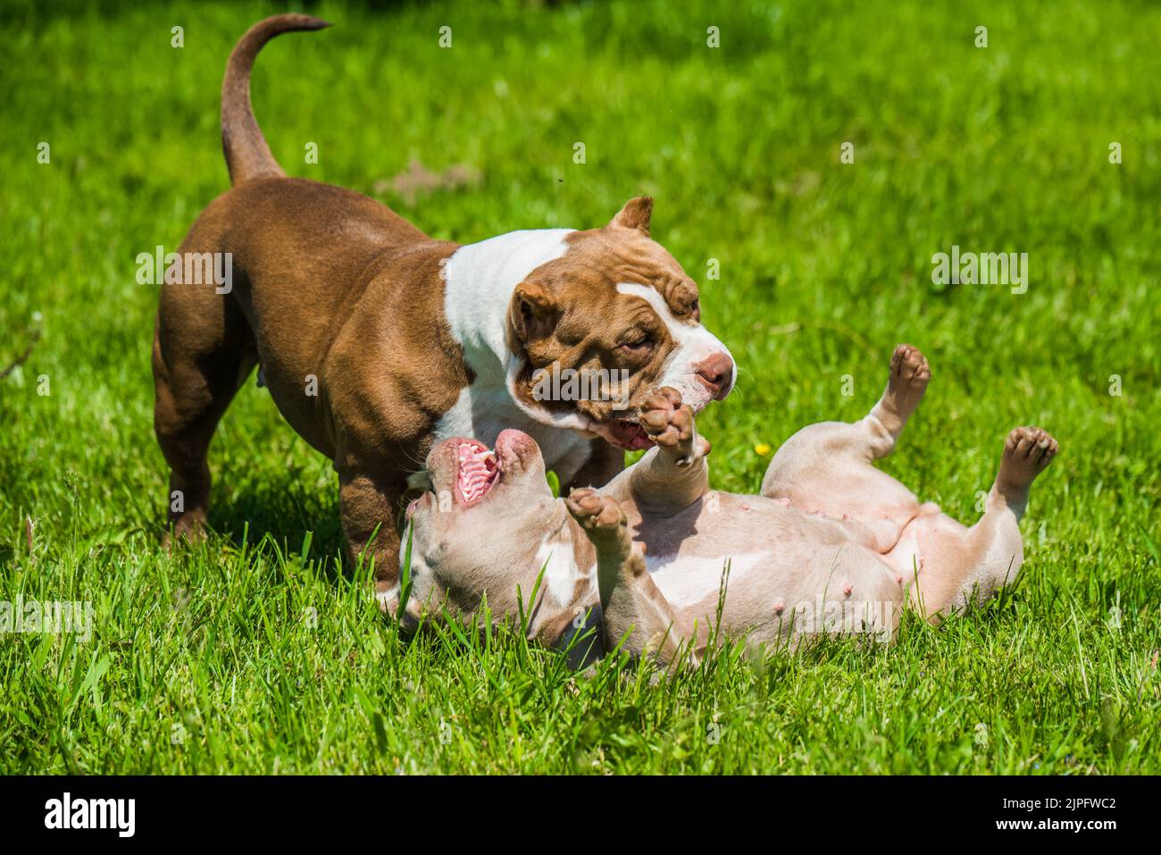 American Bully puppies dogs are playing on nature Stock Photo - Alamy