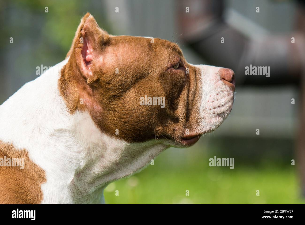 Chocolate color American Bully dog is on green grass Stock Photo - Alamy