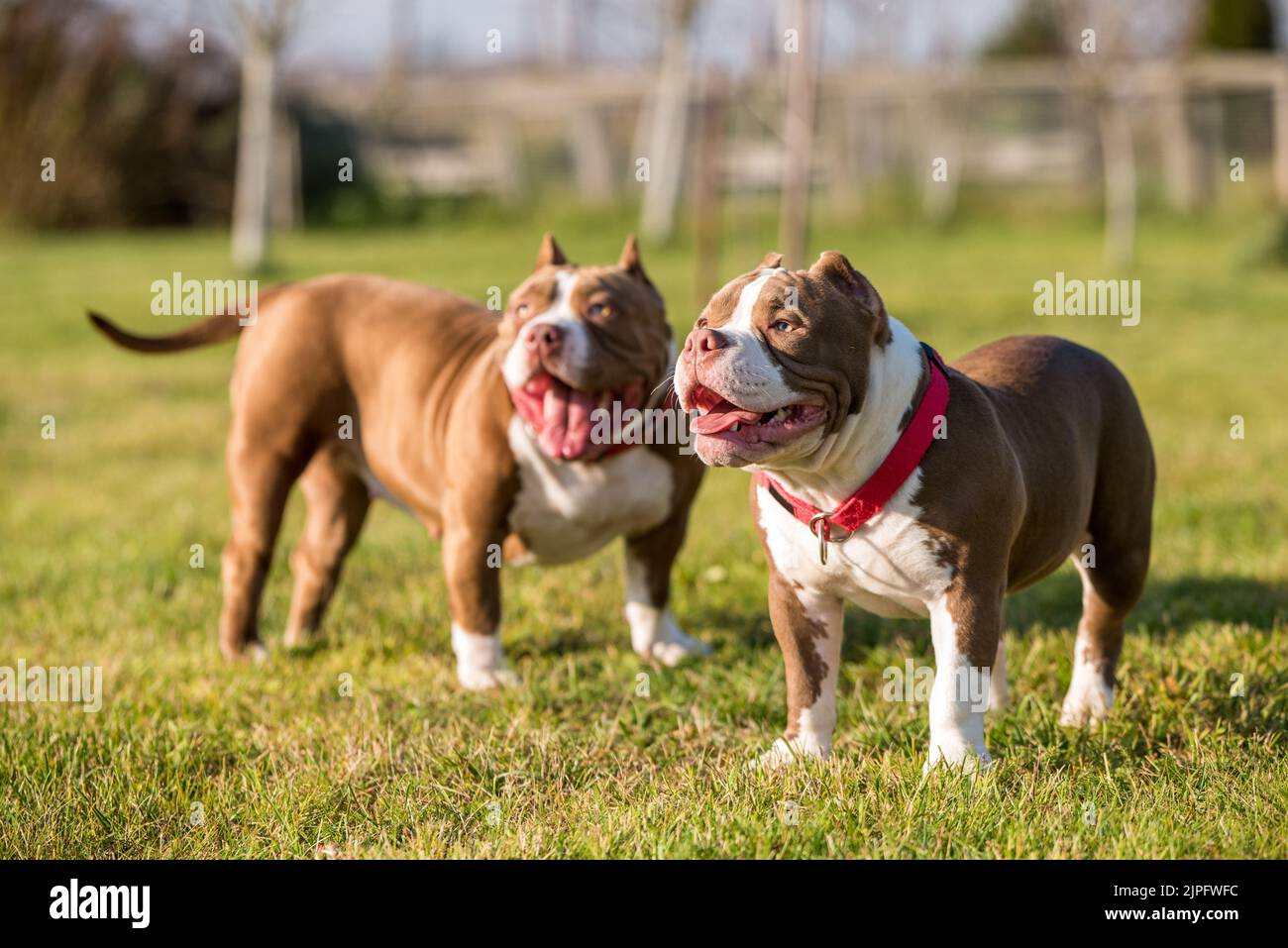Two Red color American Bully dogs are walking Stock Photo - Alamy