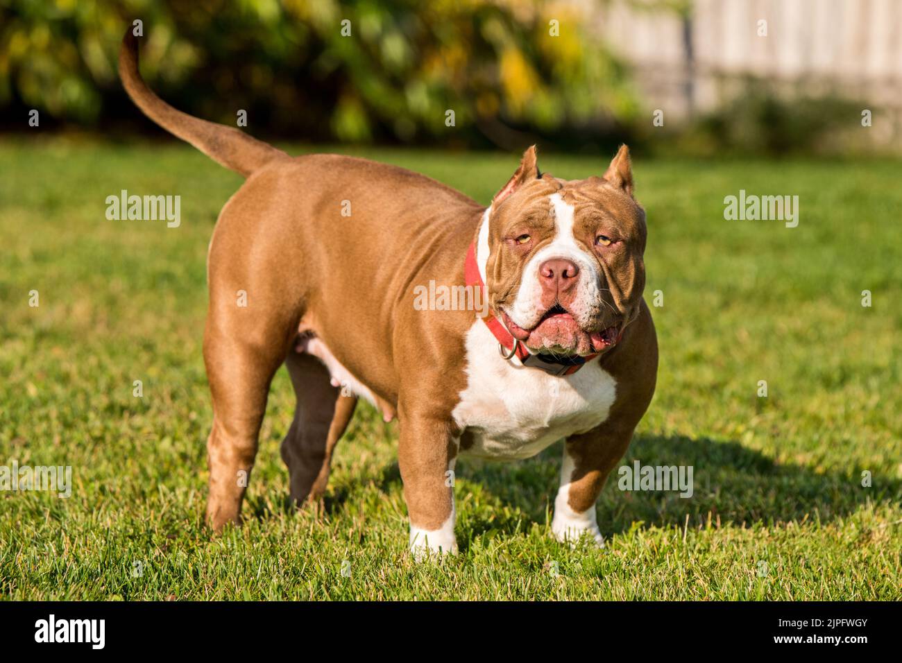 Red color American Bully puppy dog is on green grass Stock Photo - Alamy