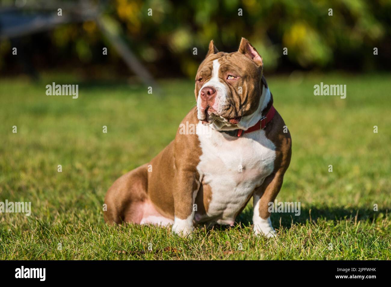 Red color American Bully puppy dog is on green grass Stock Photo - Alamy