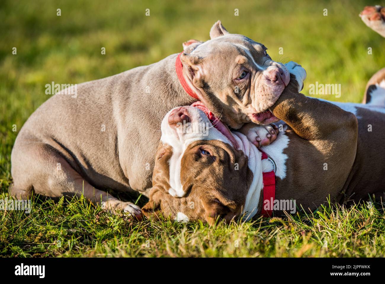 American Bully puppies dogs are playing on nature Stock Photo - Alamy