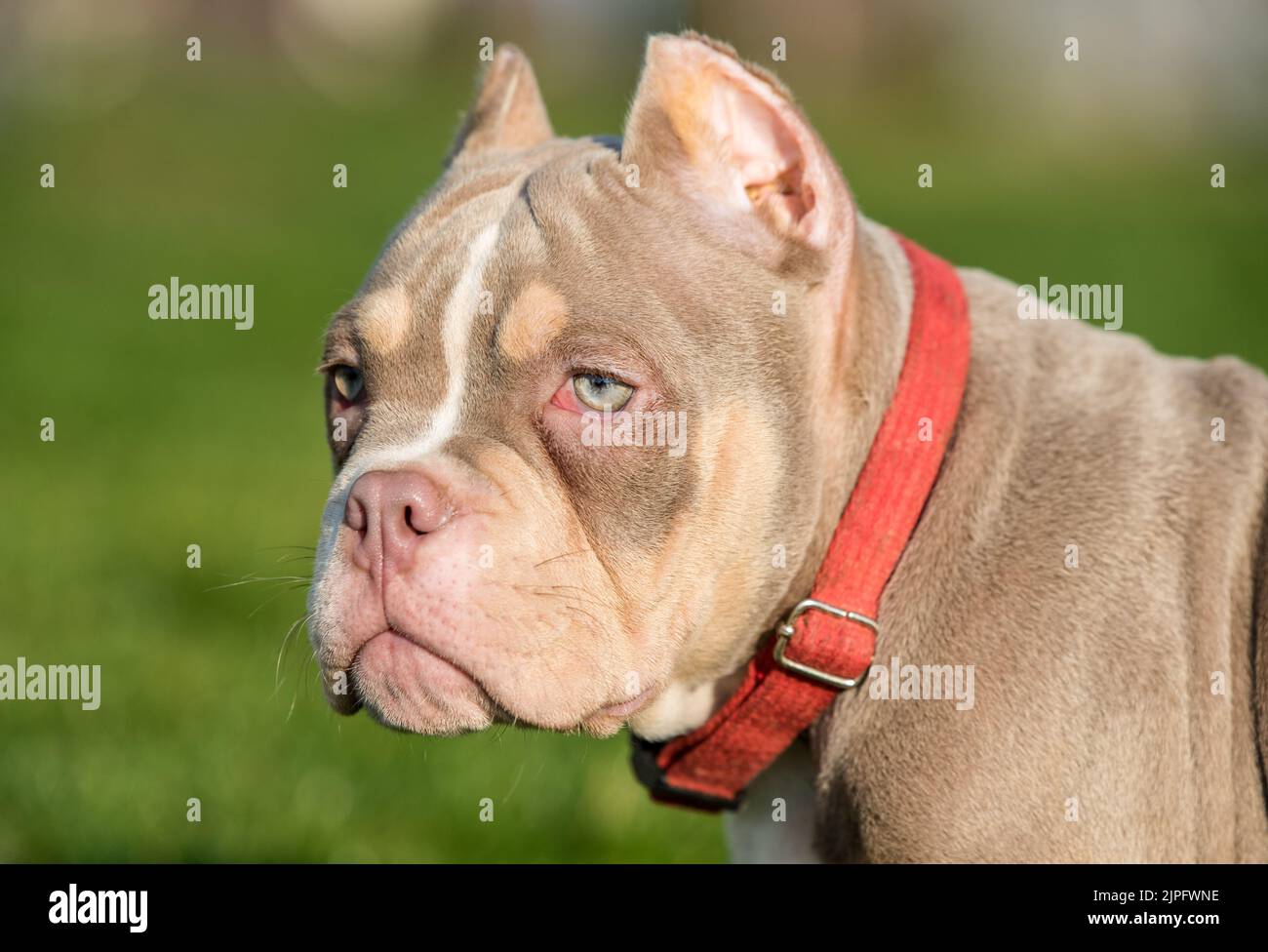 American bulldog looking up hi-res stock photography and images - Alamy