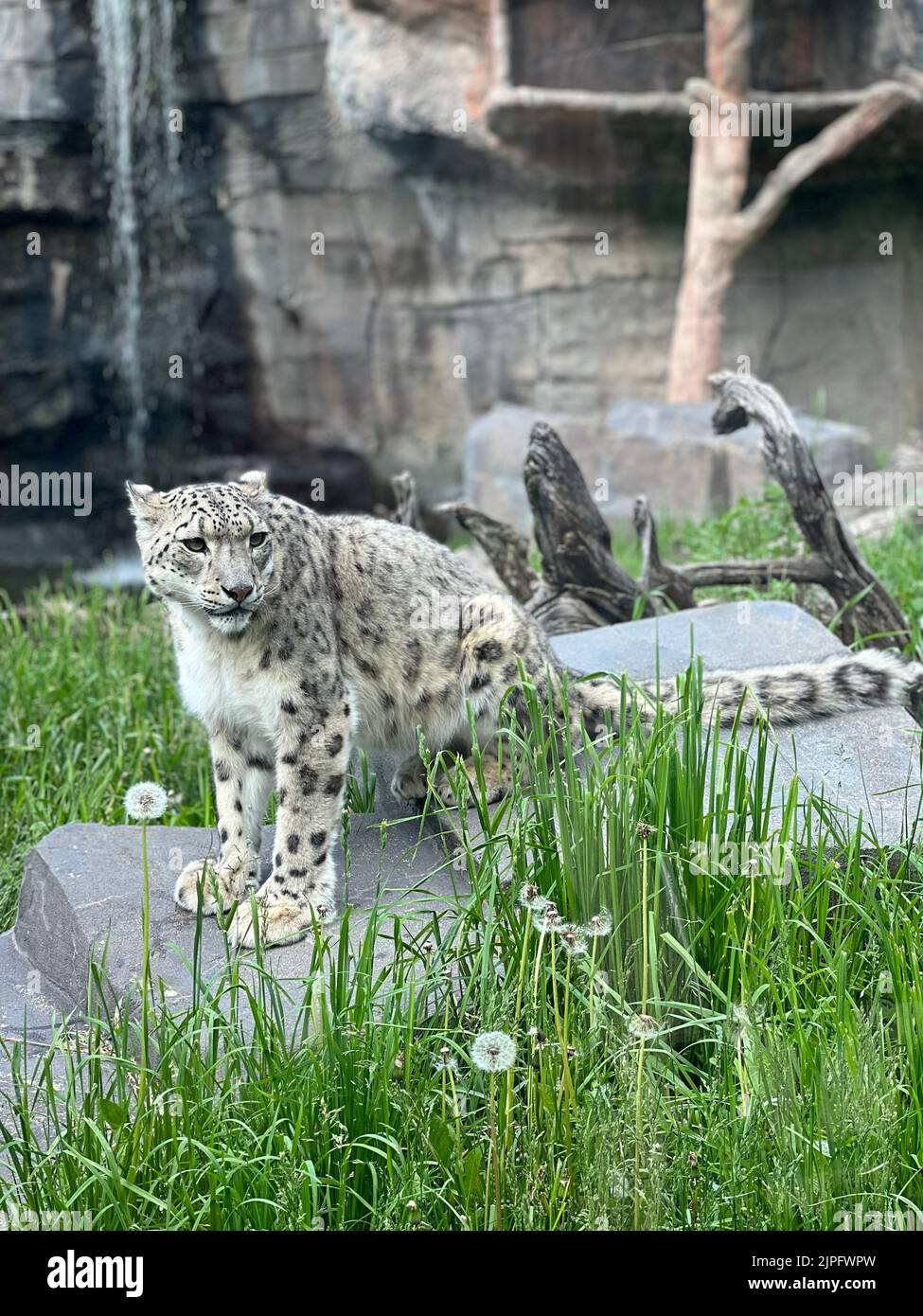 Watch this beautiful snow leopard and mountain goat pose for a photo Stock Photo - Alamy