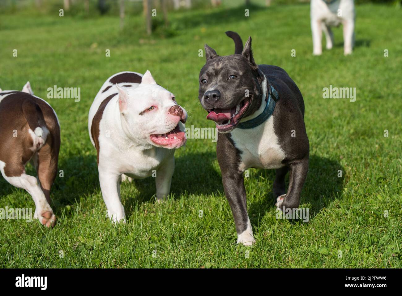 American Bully puppy and American Staffordshire Terrier dog Stock Photo ...
