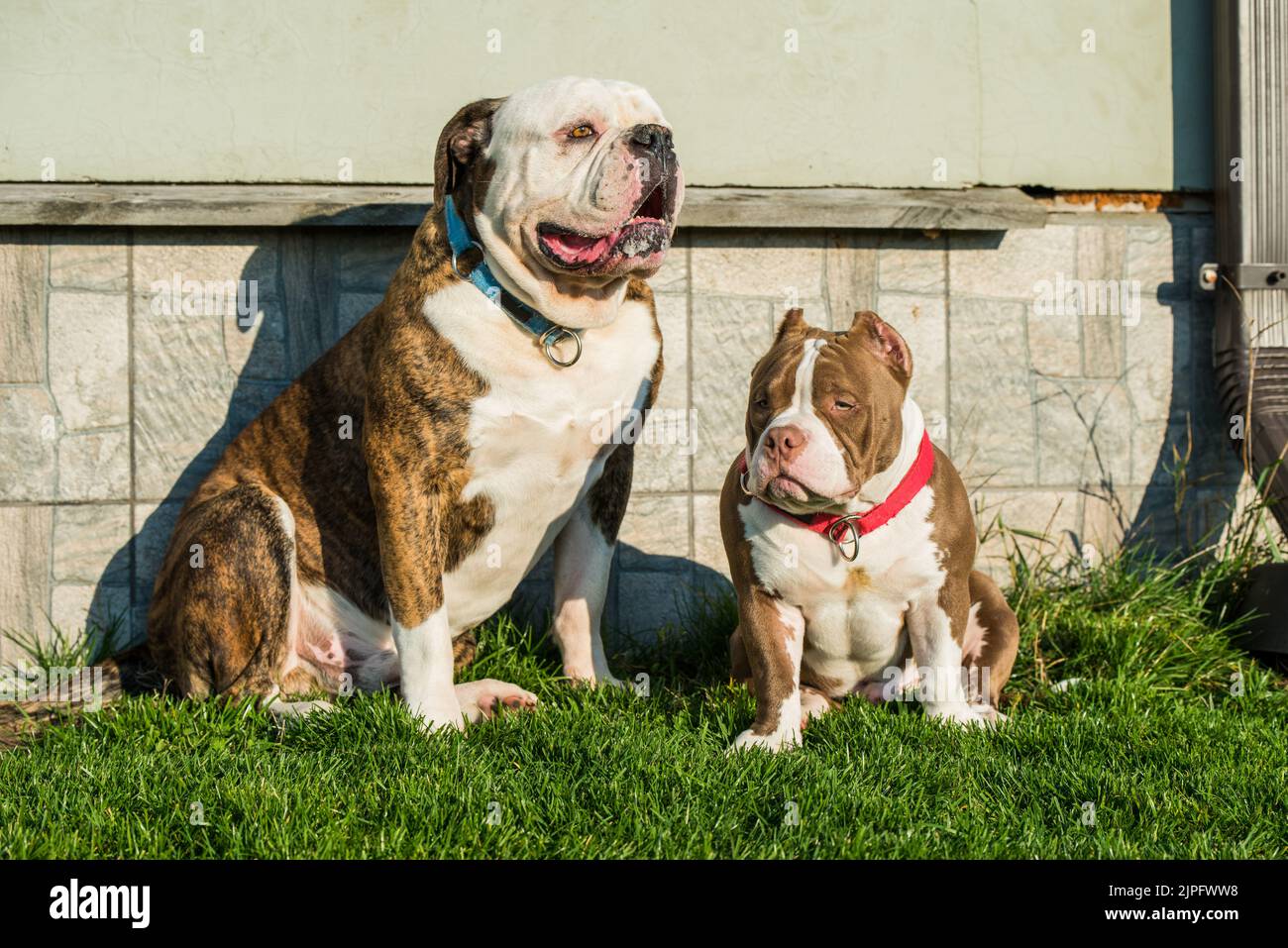 American bully dog dangerous hi-res stock photography and images - Alamy