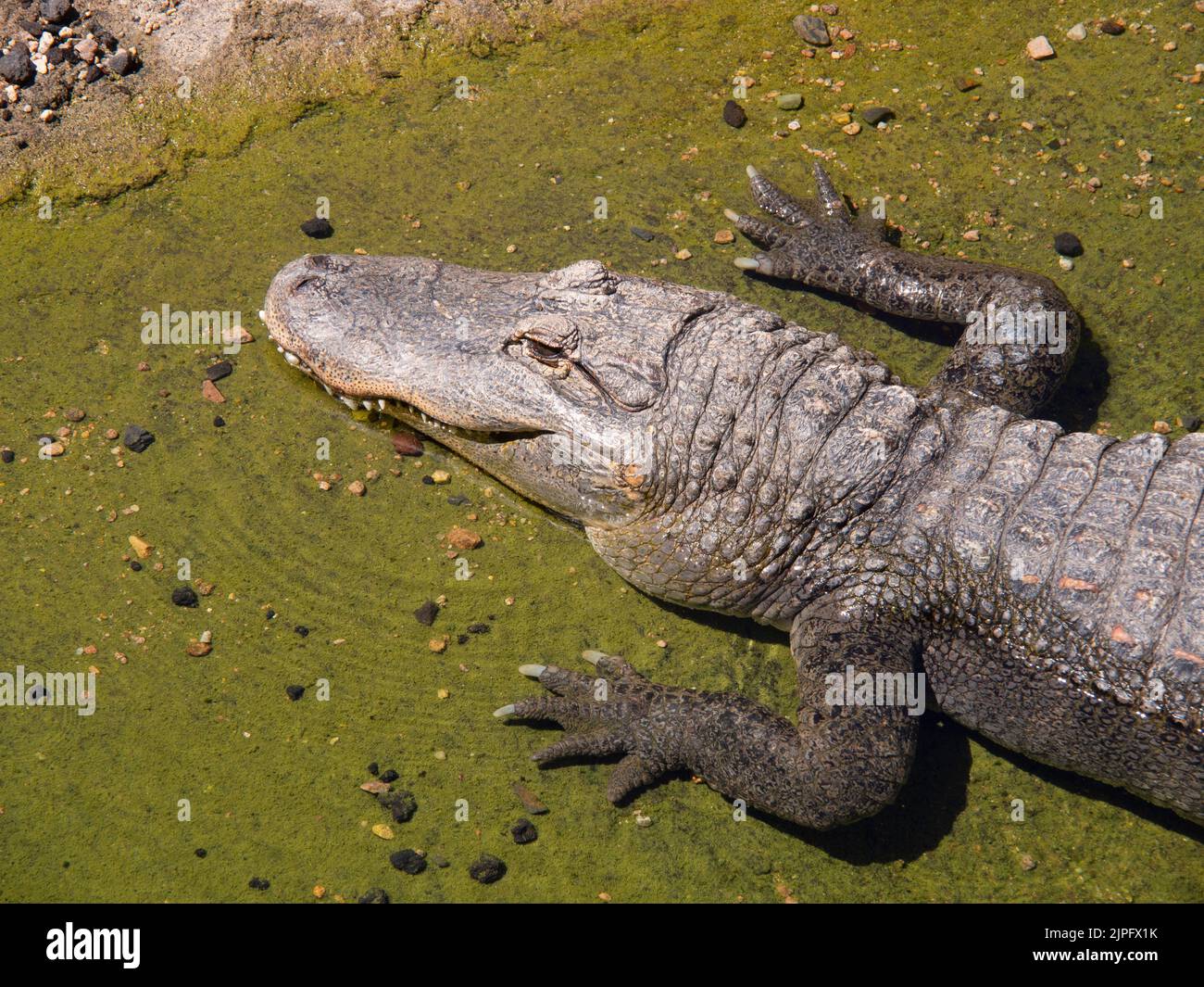 Mississippi alligator in a zoo resting on muddy shore in natural ...