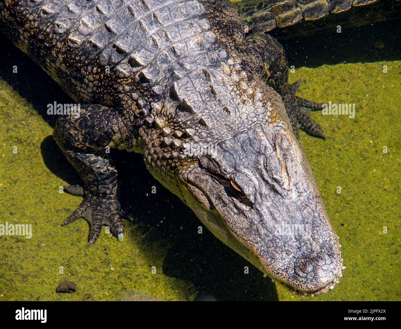 Mississippi alligator in a zoo resting on muddy shore in natural ...