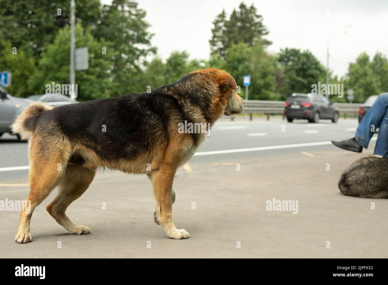 Dog on road. Stray animal on street. Dog's walk. Animal without owner ...