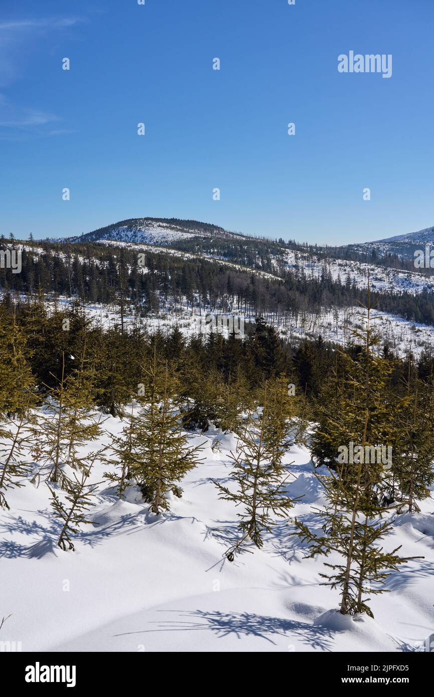 Winter at Silesian Beskid Mountains near european Bialy Krzyz in Poland ...