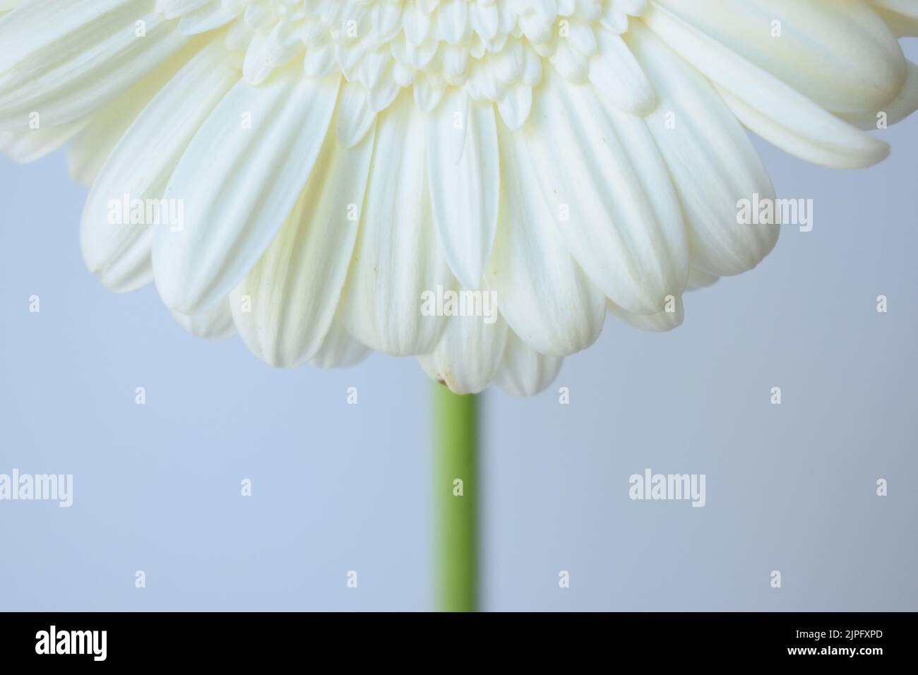 Beautiful White Soft Isolated Gerbera Daisy Flower for Background and ...