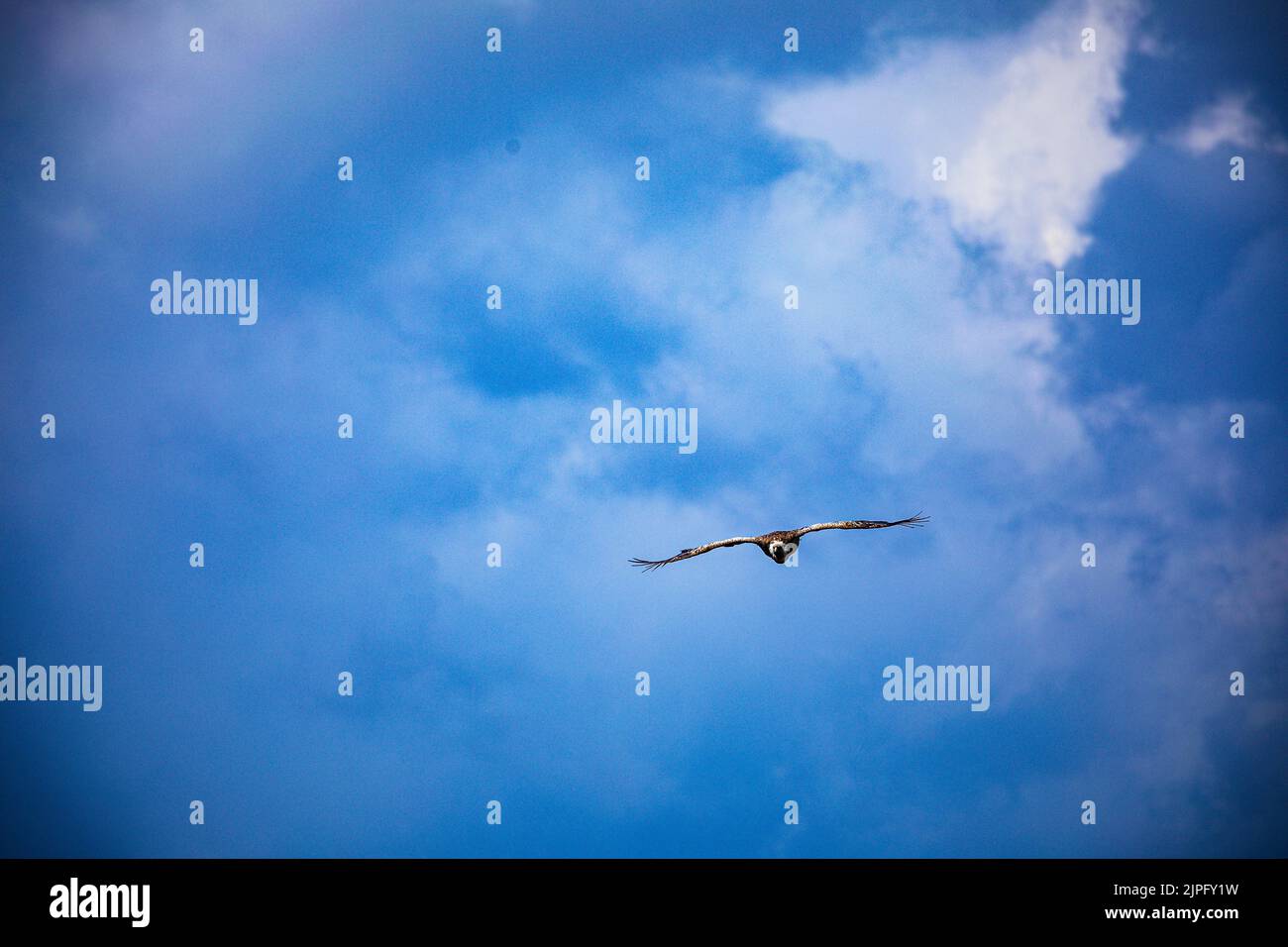 A vulture is a bird of prey that scavenges on carrion. There are 23 ...