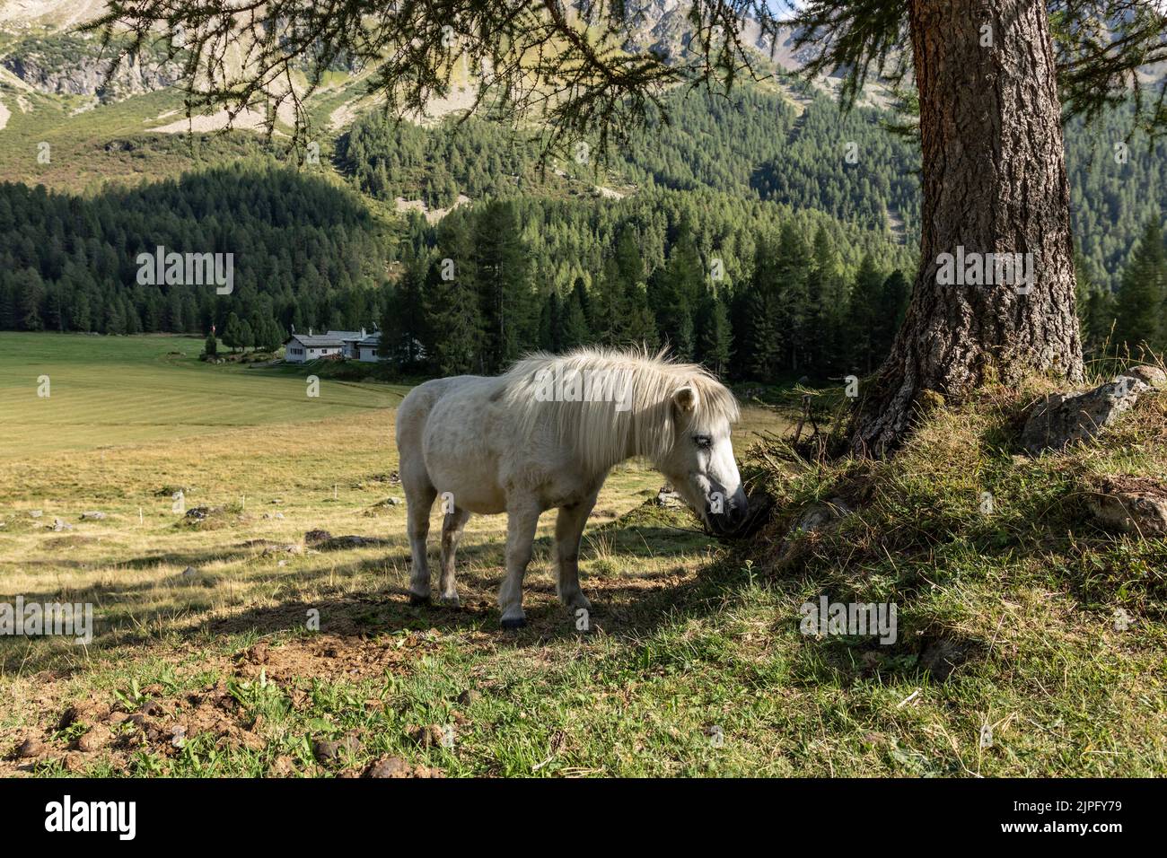 traveling in switzerland, landscapes with rocky mountains, azure lakes ...
