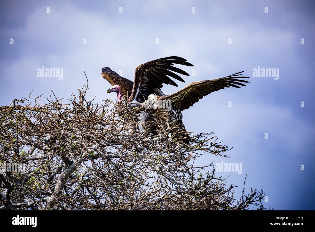 A vulture is a bird of prey that scavenges on carrion. There are 23 ...
