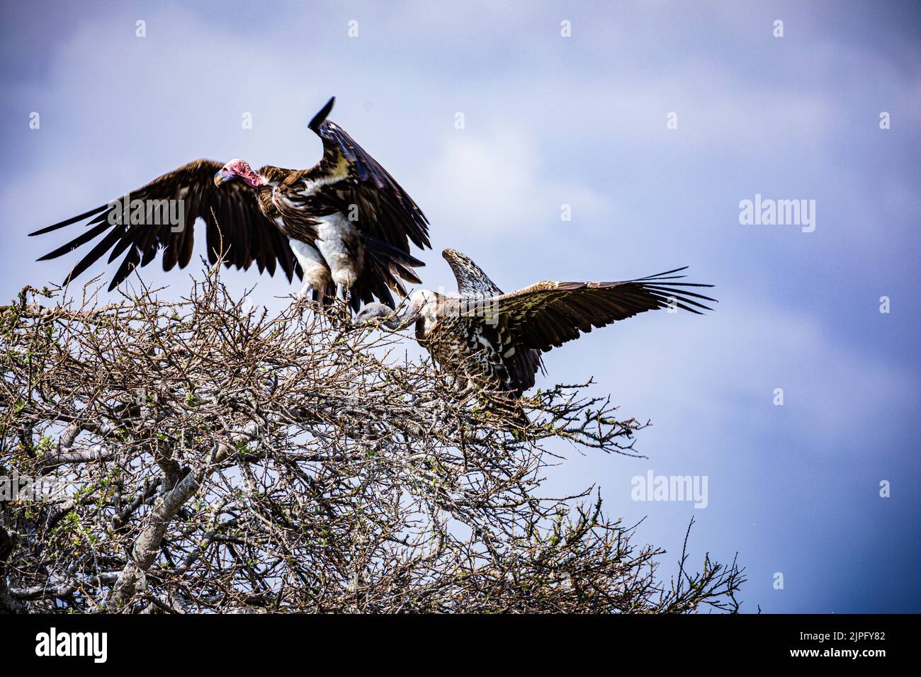 A vulture is a bird of prey that scavenges on carrion. There are 23 ...