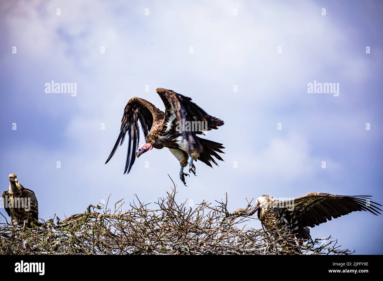 A vulture is a bird of prey that scavenges on carrion. There are 23 ...