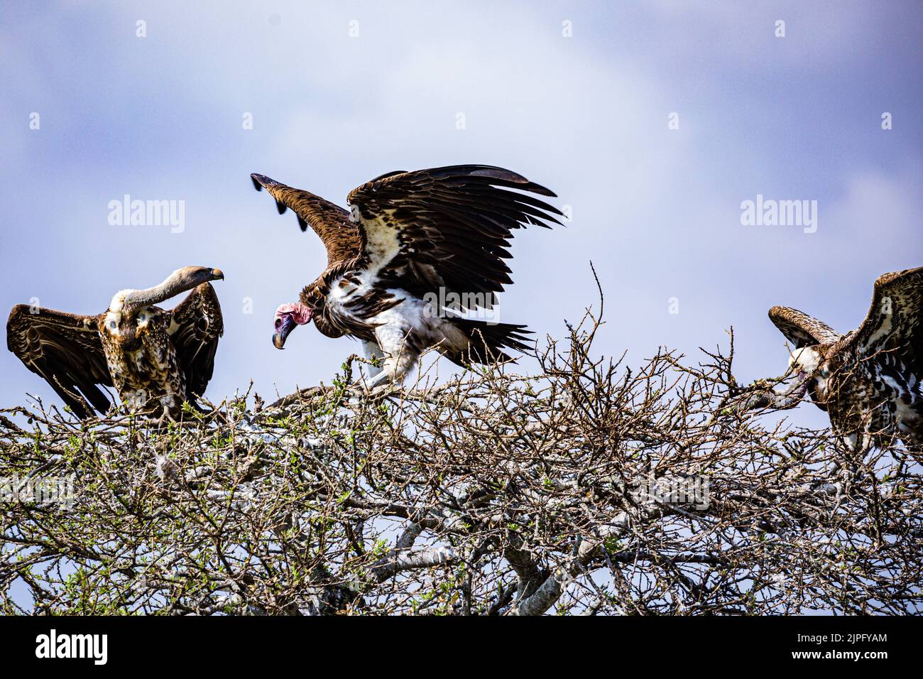 A vulture is a bird of prey that scavenges on carrion. There are 23 ...