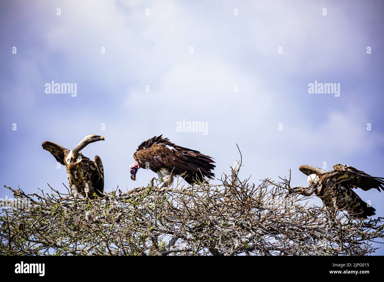 A vulture is a bird of prey that scavenges on carrion. There are 23 ...
