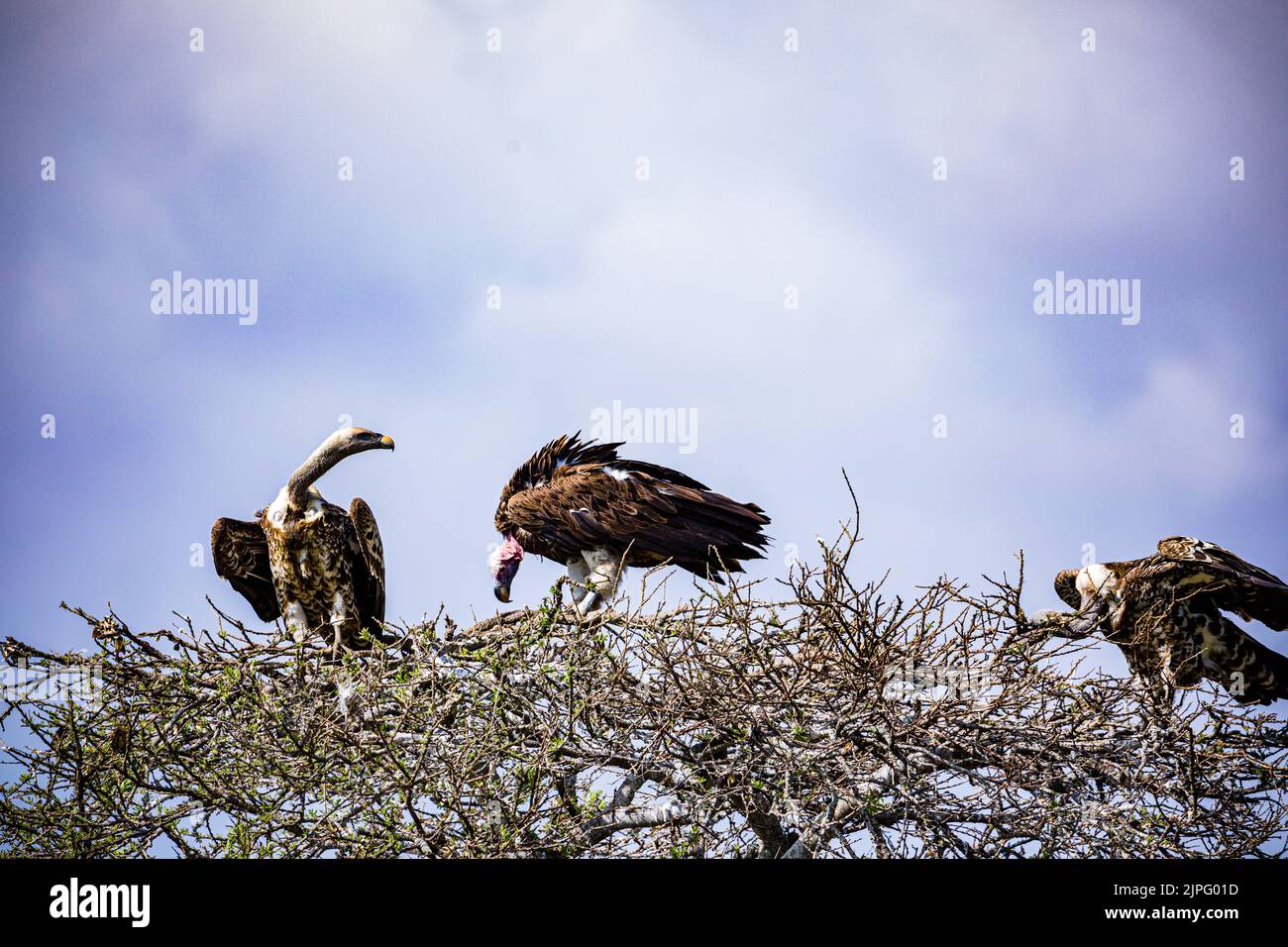 A vulture is a bird of prey that scavenges on carrion. There are 23 ...