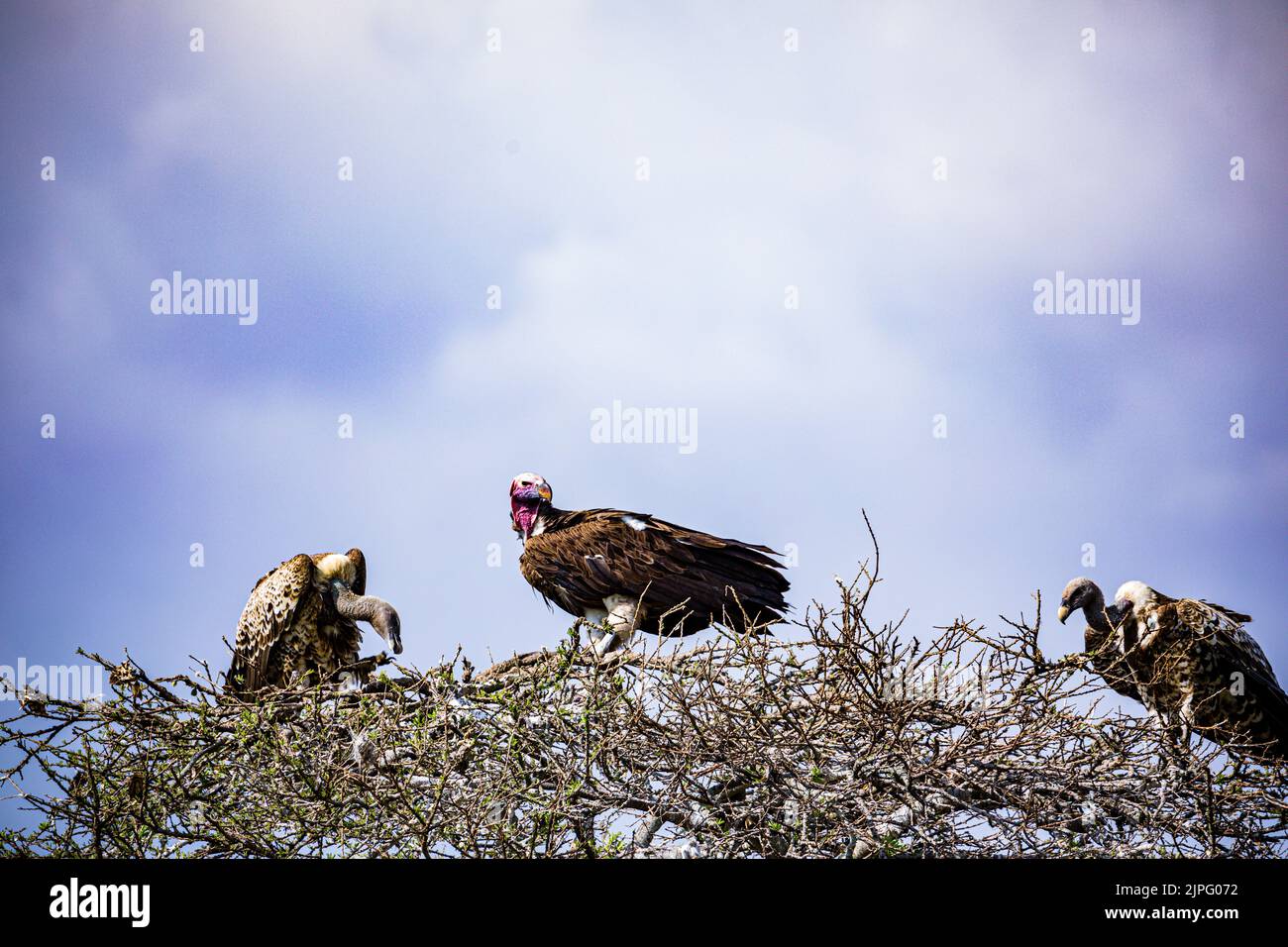 A vulture is a bird of prey that scavenges on carrion. There are 23 ...
