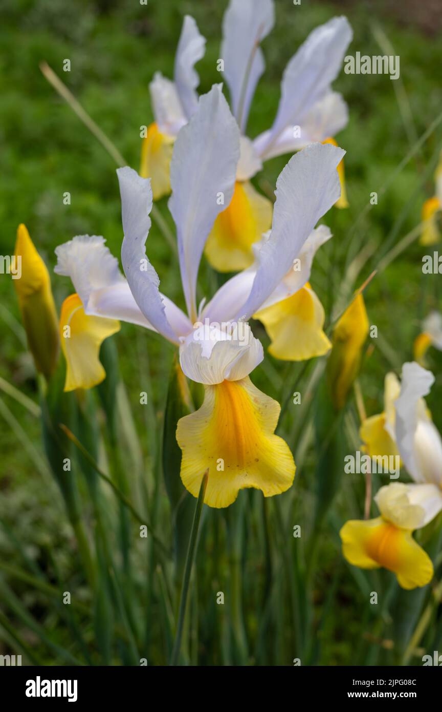 Big water white iris flower in blossom, springtime in Provence, France ...