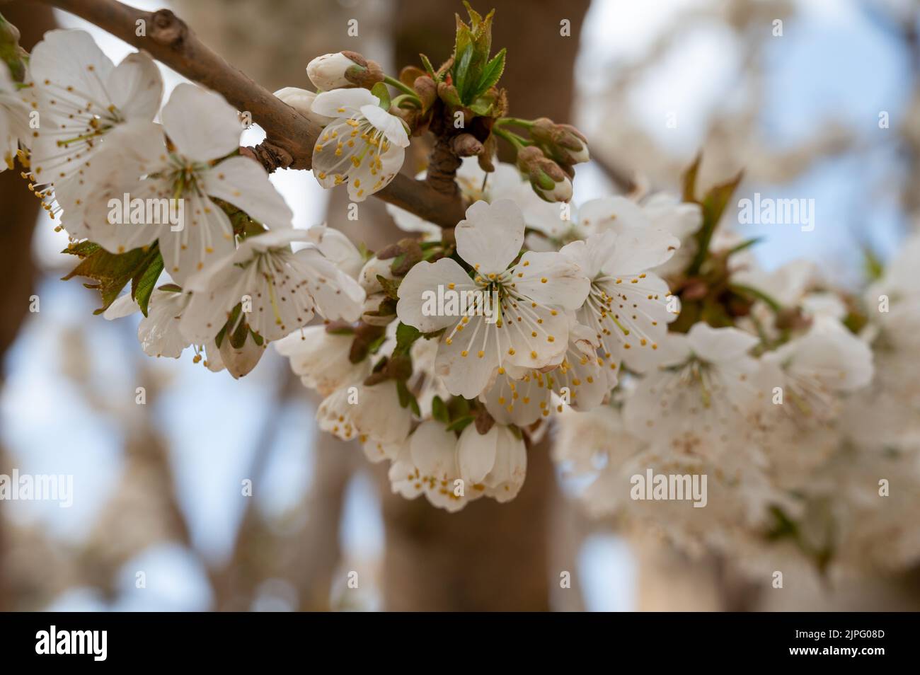 Fruit orchard, spring white blossom of cherry tree close up Stock Photo ...