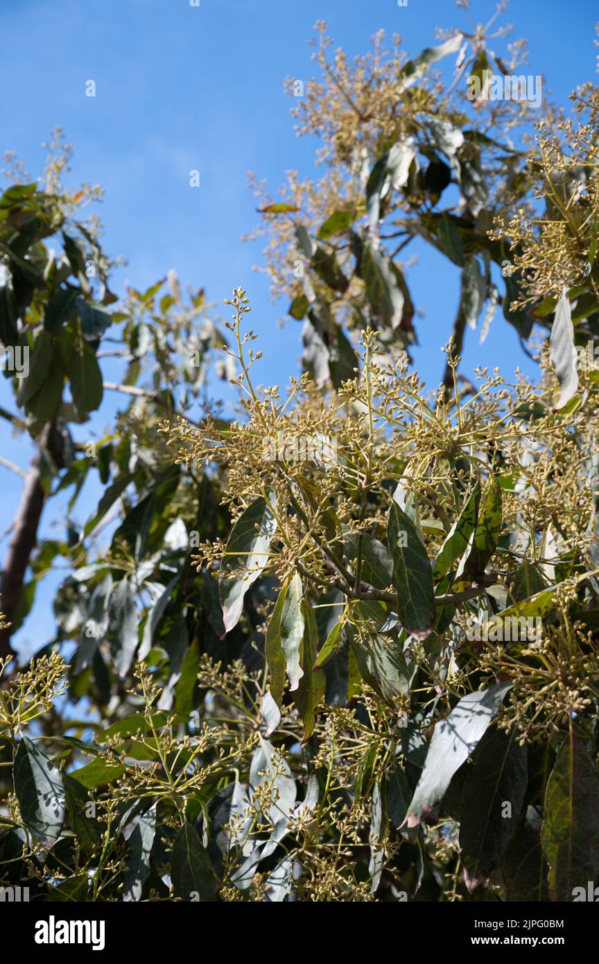 Seasonal blossom of evergreen avocado trees in April on plantations in ...