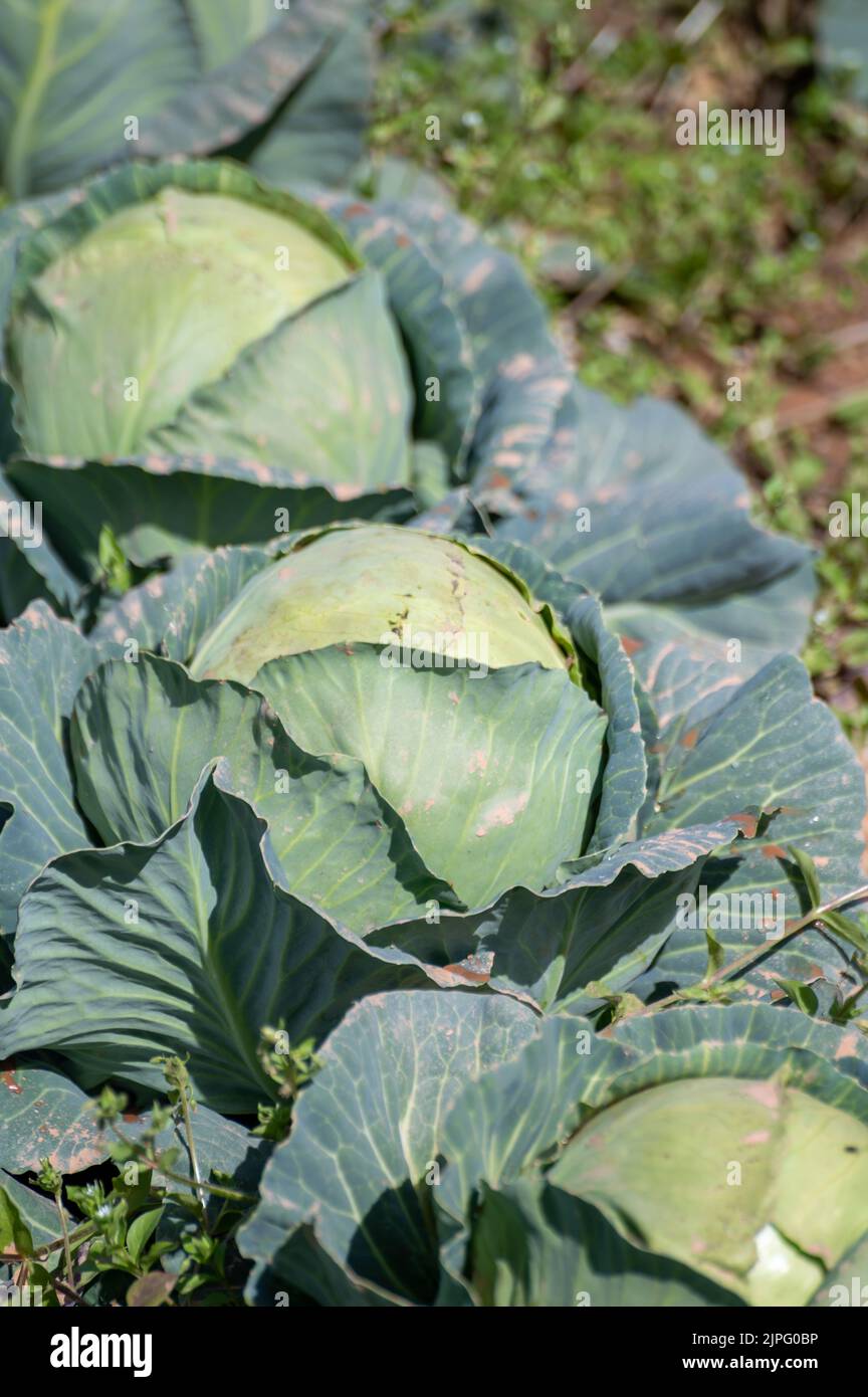 Open air pesticide-free organic eco-friendly gardening, white cabbage ...