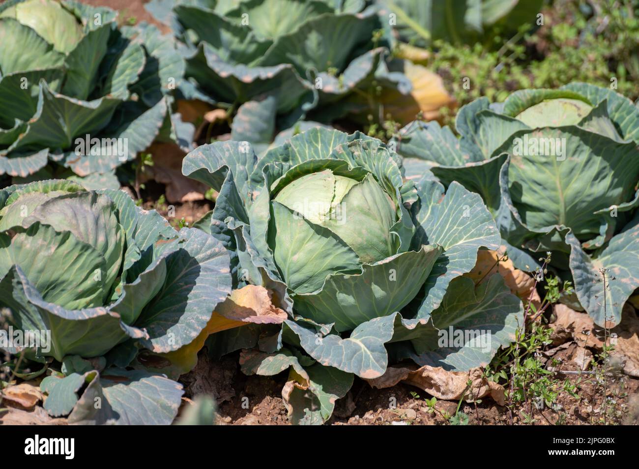 Open air pesticide-free organic eco-friendly gardening, white cabbage ...