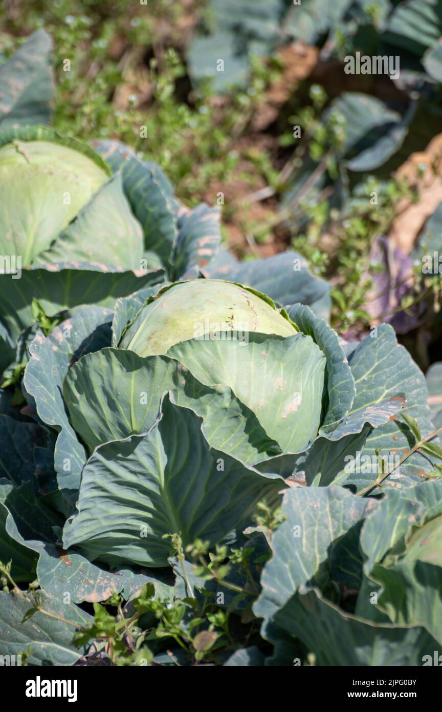 Open air pesticide-free organic eco-friendly gardening, white cabbage ...