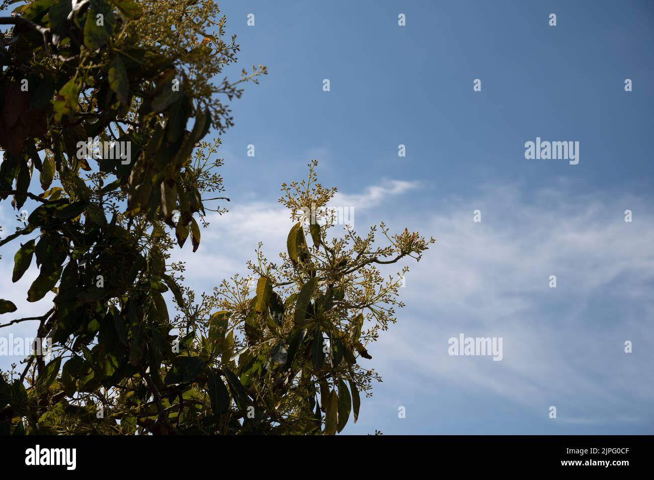 Seasonal blossom of evergreen avocado trees in April on plantations in ...