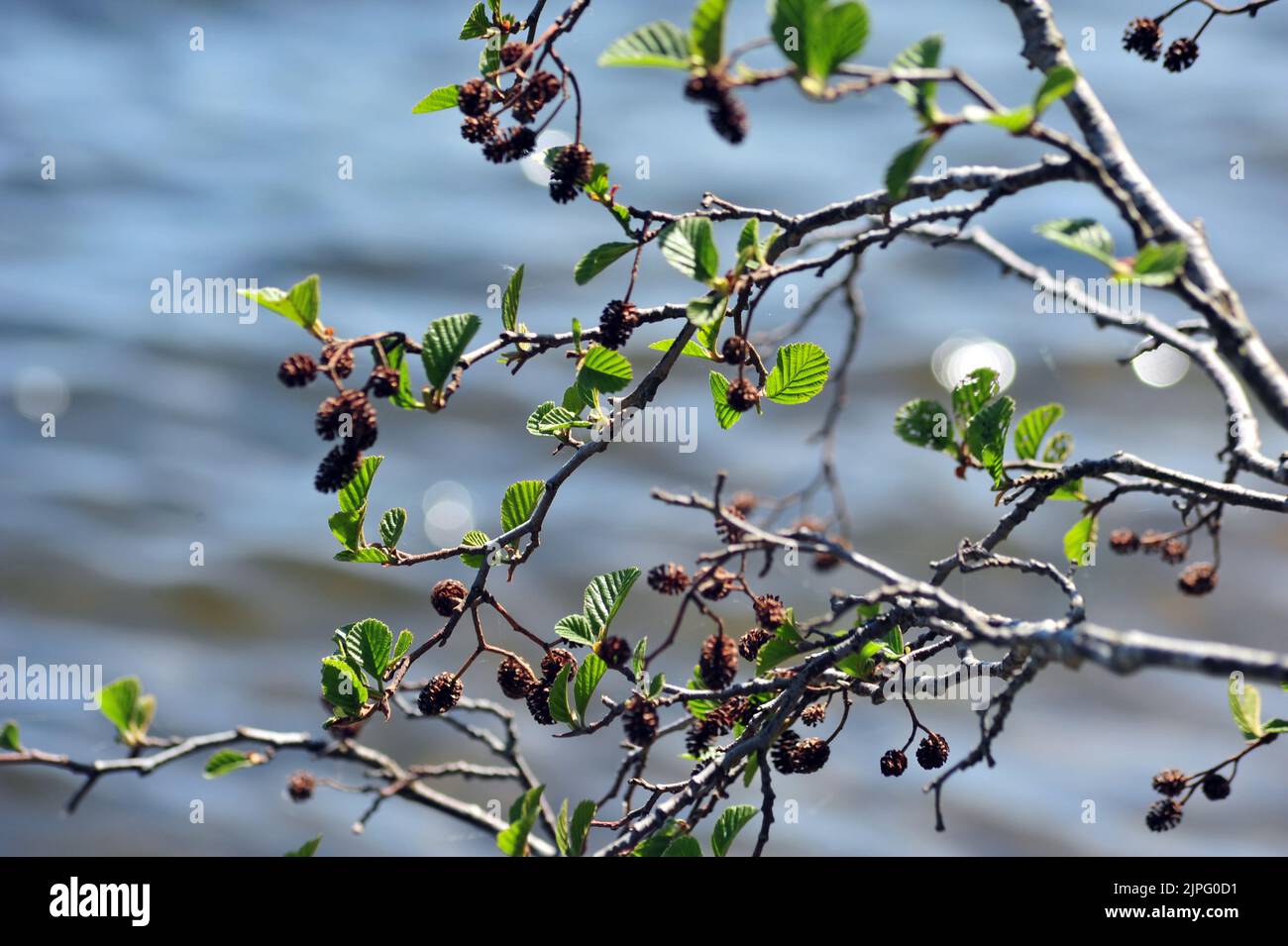 Alder twigs with green leaves and cones filling the frame Stock Photo ...