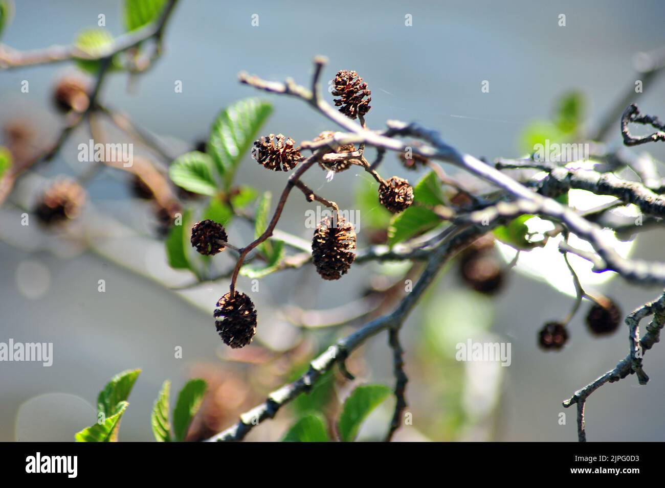 Alder cones on twigs. Natural and untidy composition Stock Photo - Alamy