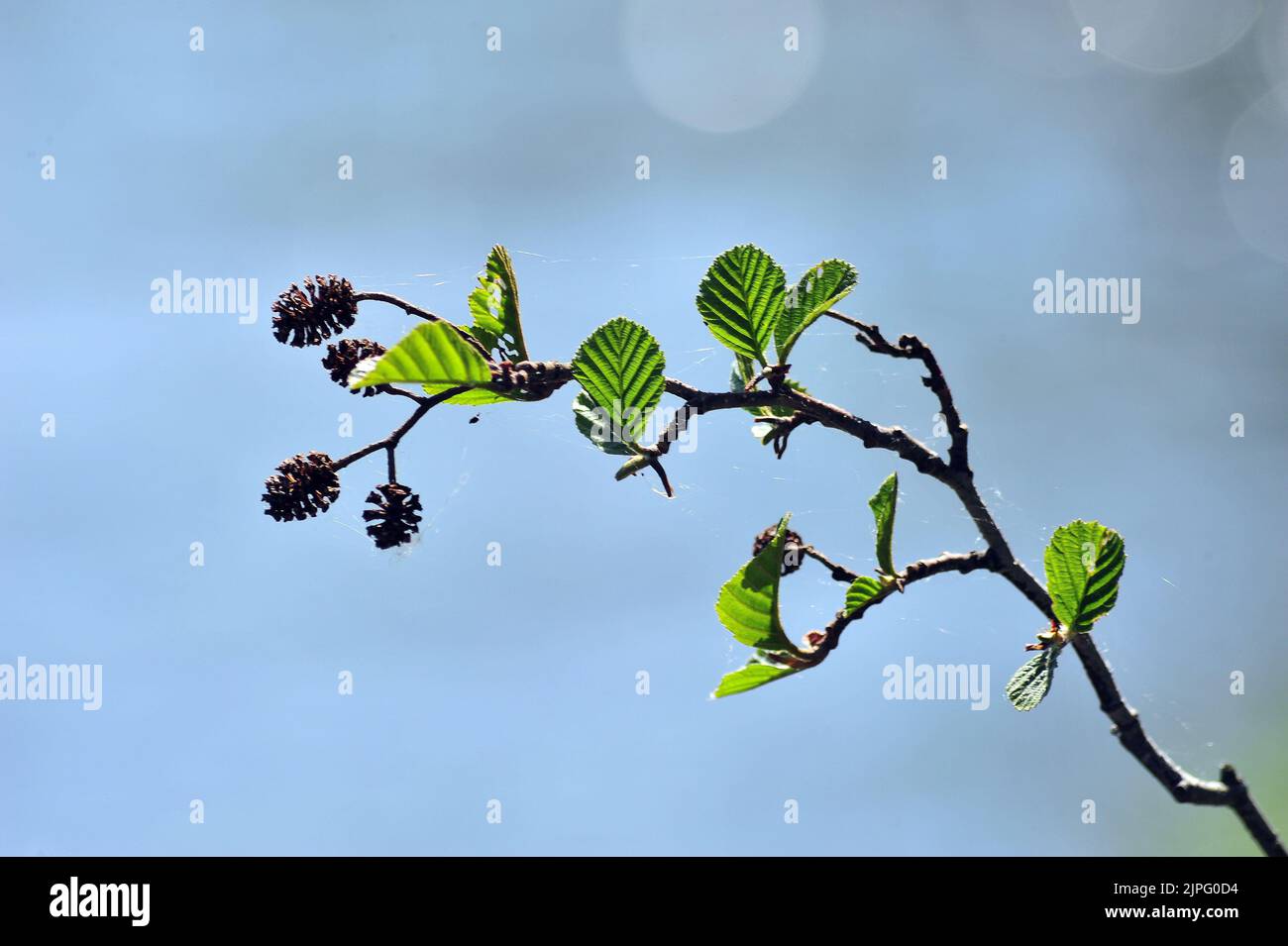 Alder tree with cones and tiny green leaves against clear blue sky ...
