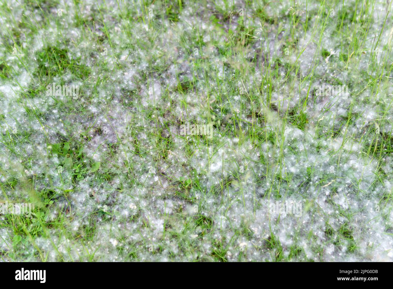 Pollen of poplar texture seeds flying slowly all around air outdoor ...