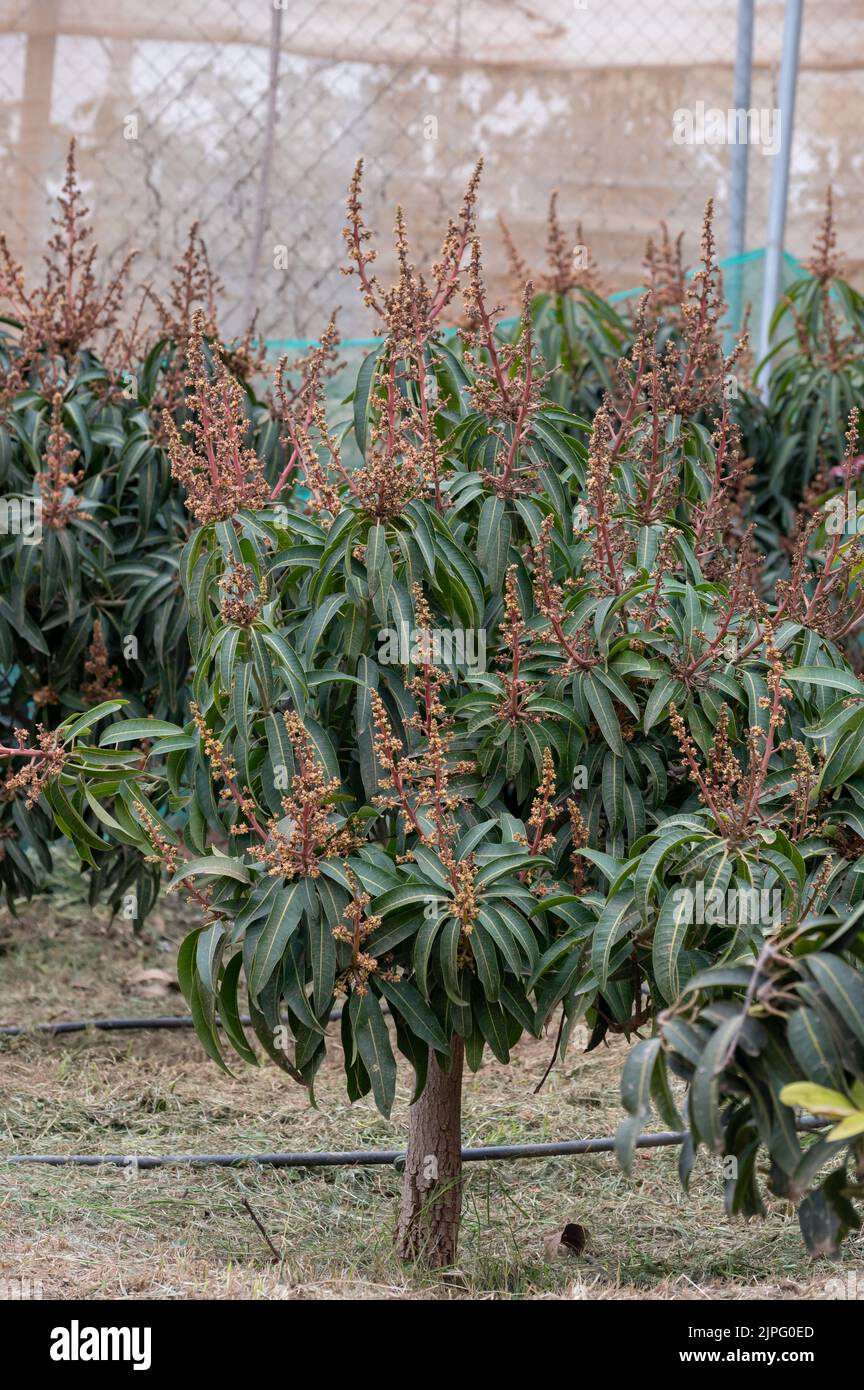 Mango tree in bloom in india hi-res stock photography and images - Alamy