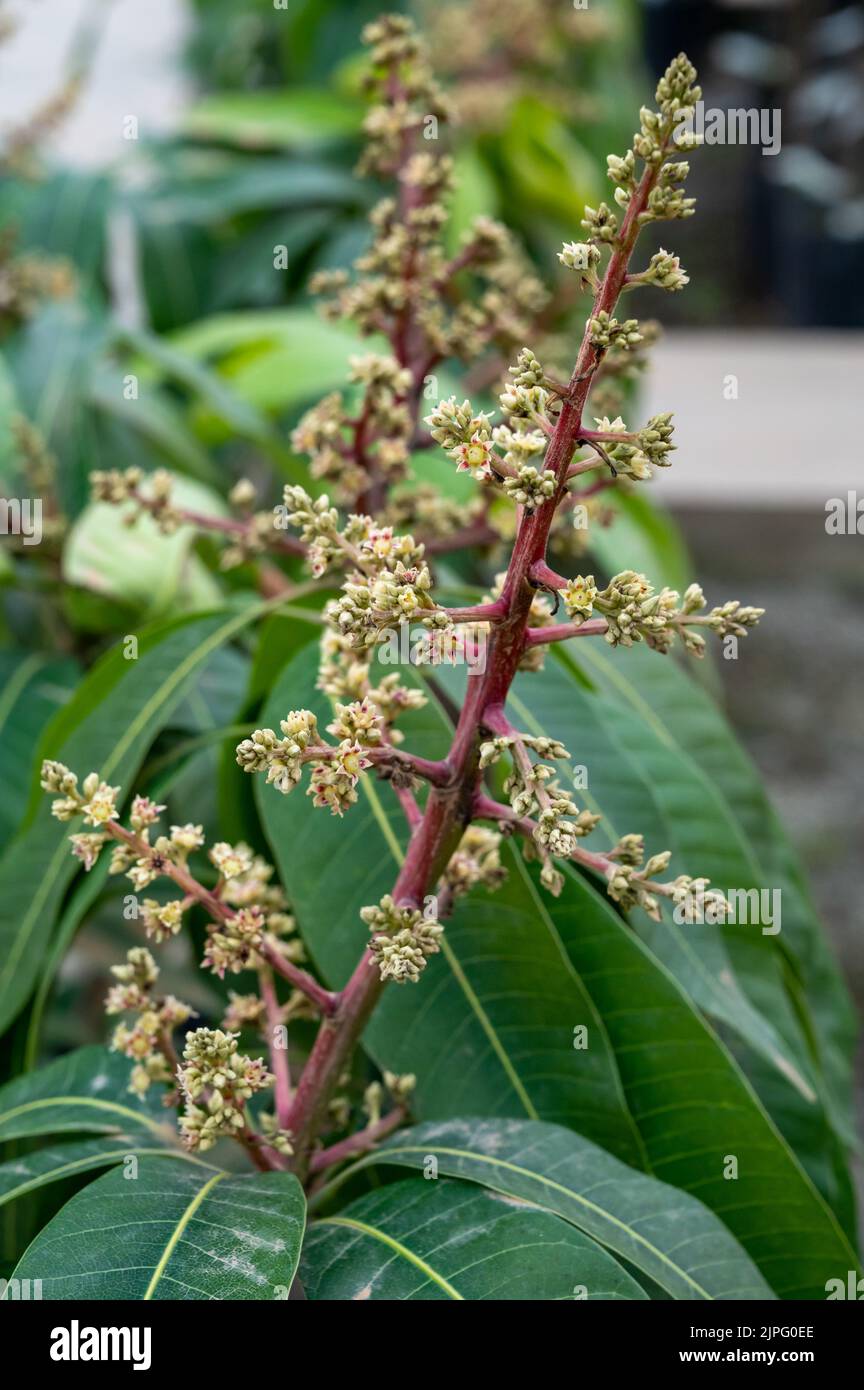 Seasonal blossom of evergreen mango fruit trees on plantations in Costa ...