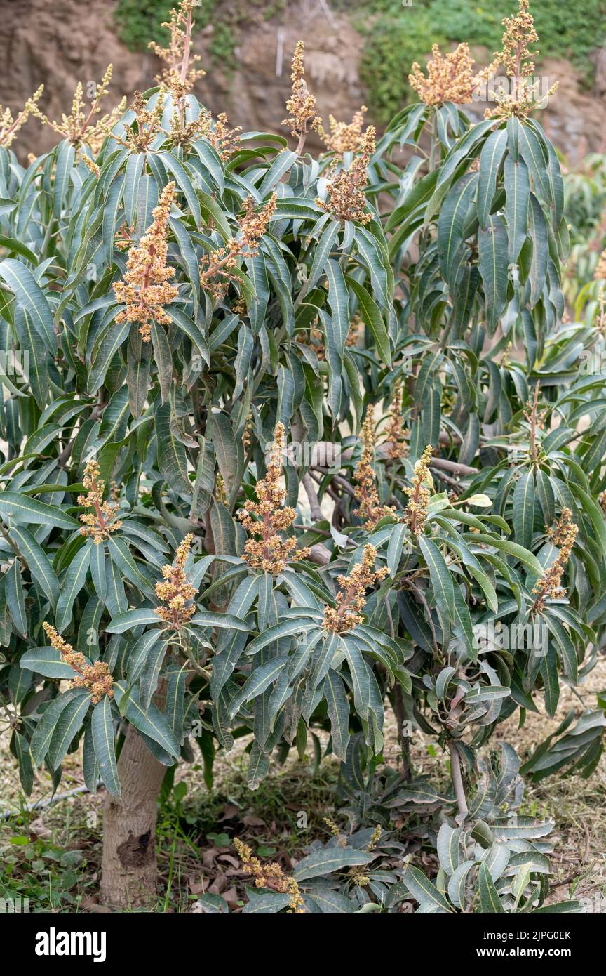Seasonal blossom of evergreen mango fruit trees on plantations in Costa ...
