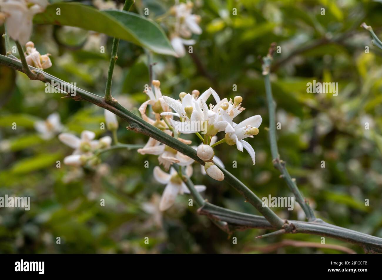 Spring blossom of aromatic white orange tree flowers close up Stock ...