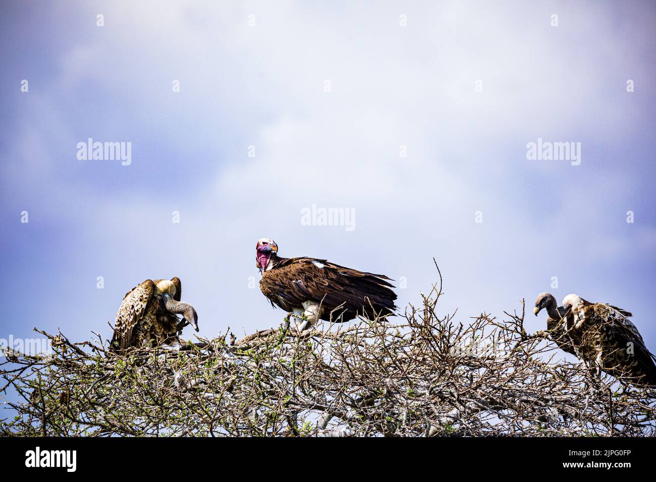A vulture is a bird of prey that scavenges on carrion. There are 23 ...
