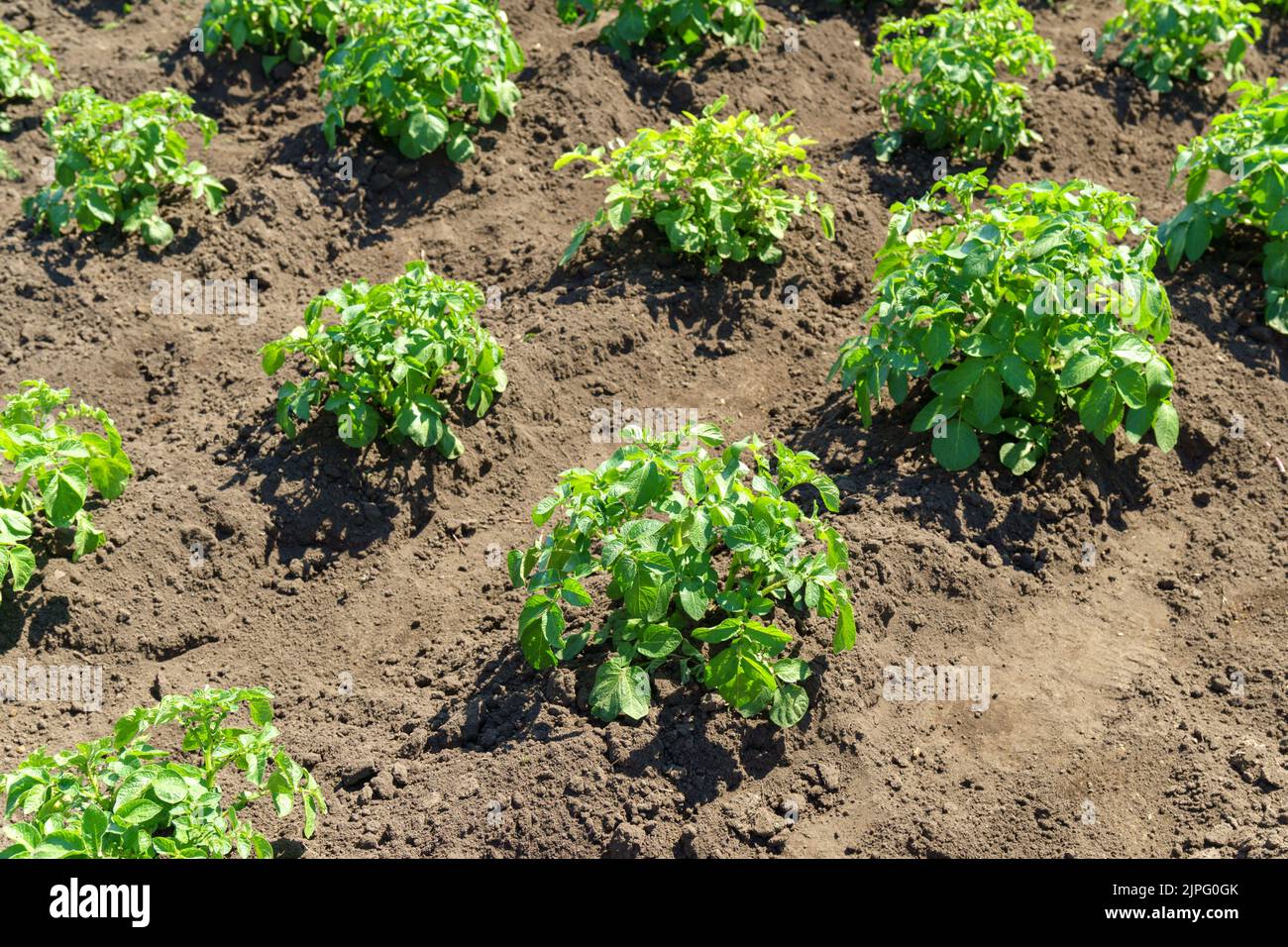 Potato bushes in the field, agriculture industry, growing vegetables ...