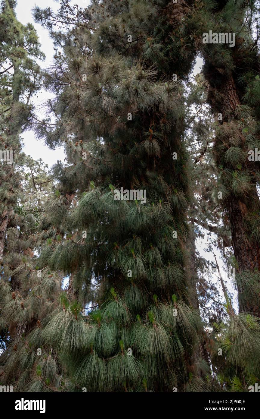 Native tree from canarian hi-res stock photography and images - Alamy